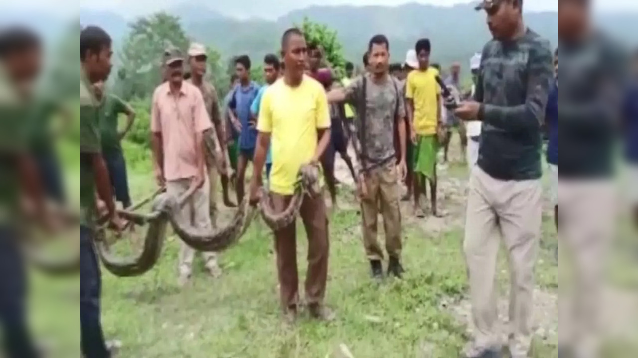 Massive 12-feet-long python rescued in Assam near India-Bhutan Border ...
