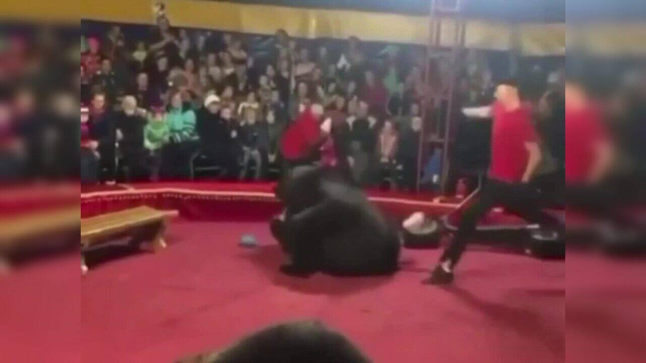 Viral video: Circus bear attacks trainer, takes him down on stage in ...