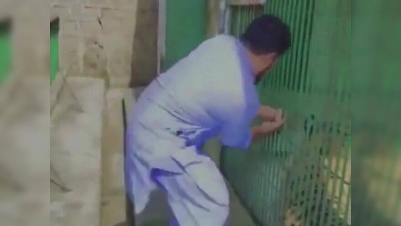 Viral video: Man almost has his hand bitten off by tiger after it gets ...