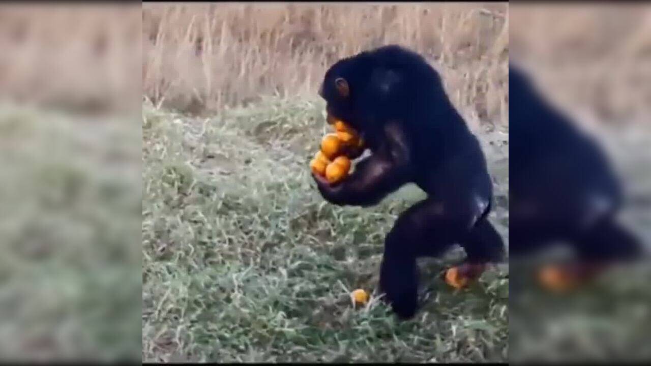 Viral video of orange-hogging chimpanzee carrying fruits in mouth ...