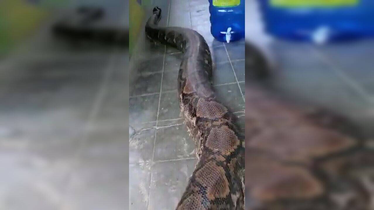 Viral video: Enormous python climbs into house, IFS officer Susanta ...