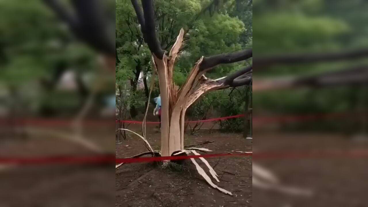 Viral video: Dramatic lightning strikes tree, splits it in half