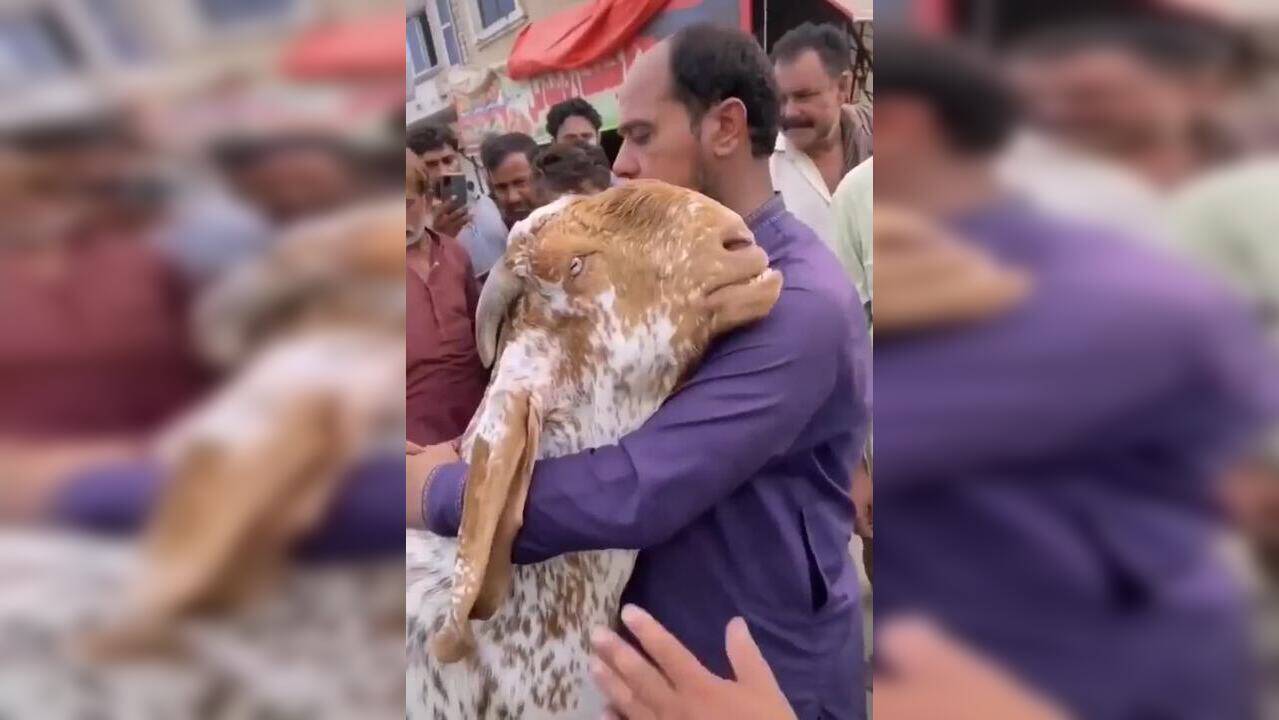 Viral video: Goat brought to be sold hugs owner, cries like human ...