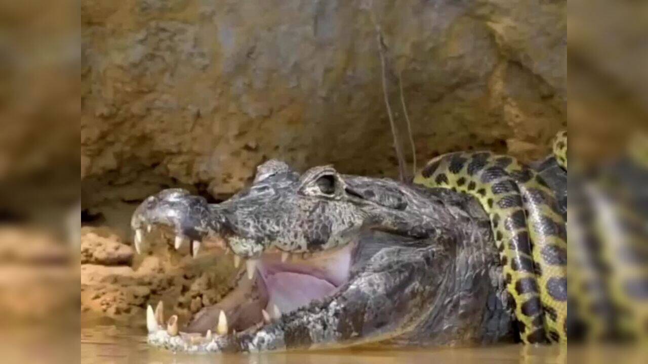 Viral video: Anaconda wrapped around caiman puts up the most intense ...