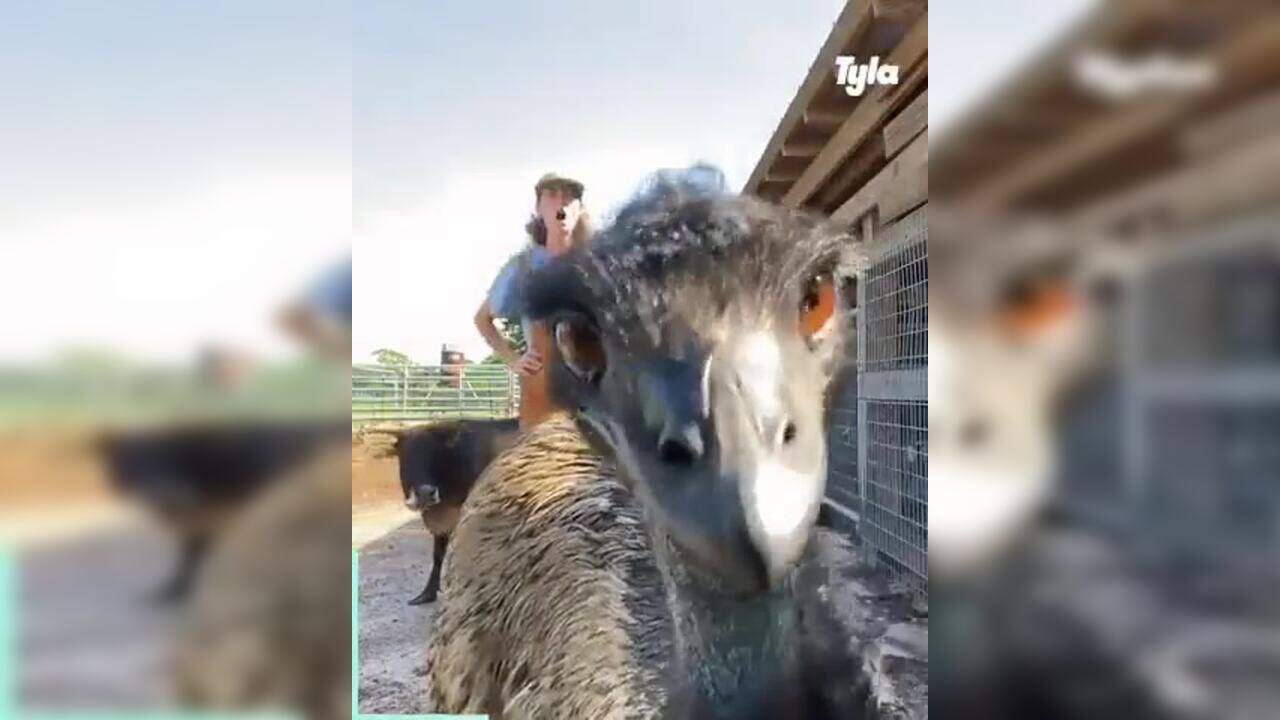 'Emmanuel, don't do it': Emu that keeps interrupting Florida farm girl ...