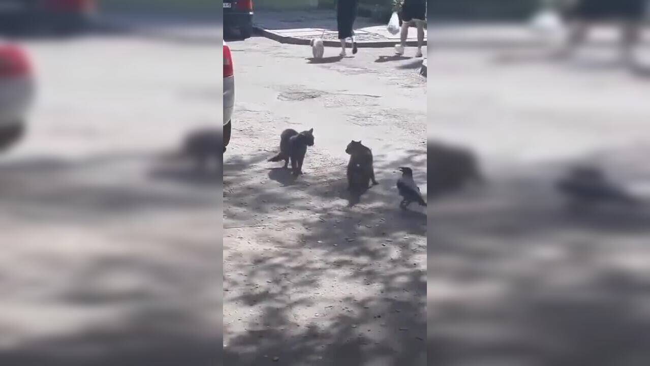 Viral video: Courageous crow tries to stop cats from fighting