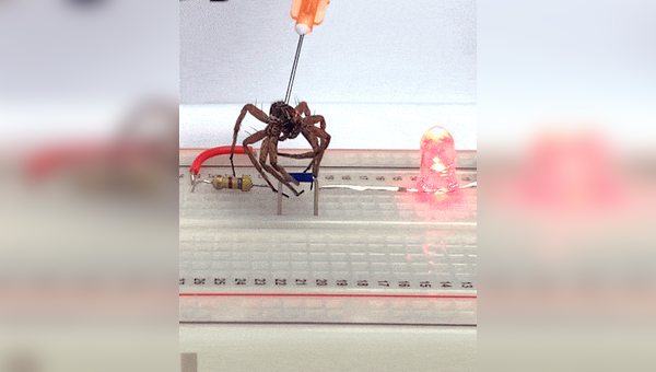 Scientists are turning dead spiders into robots, the tech is called ...