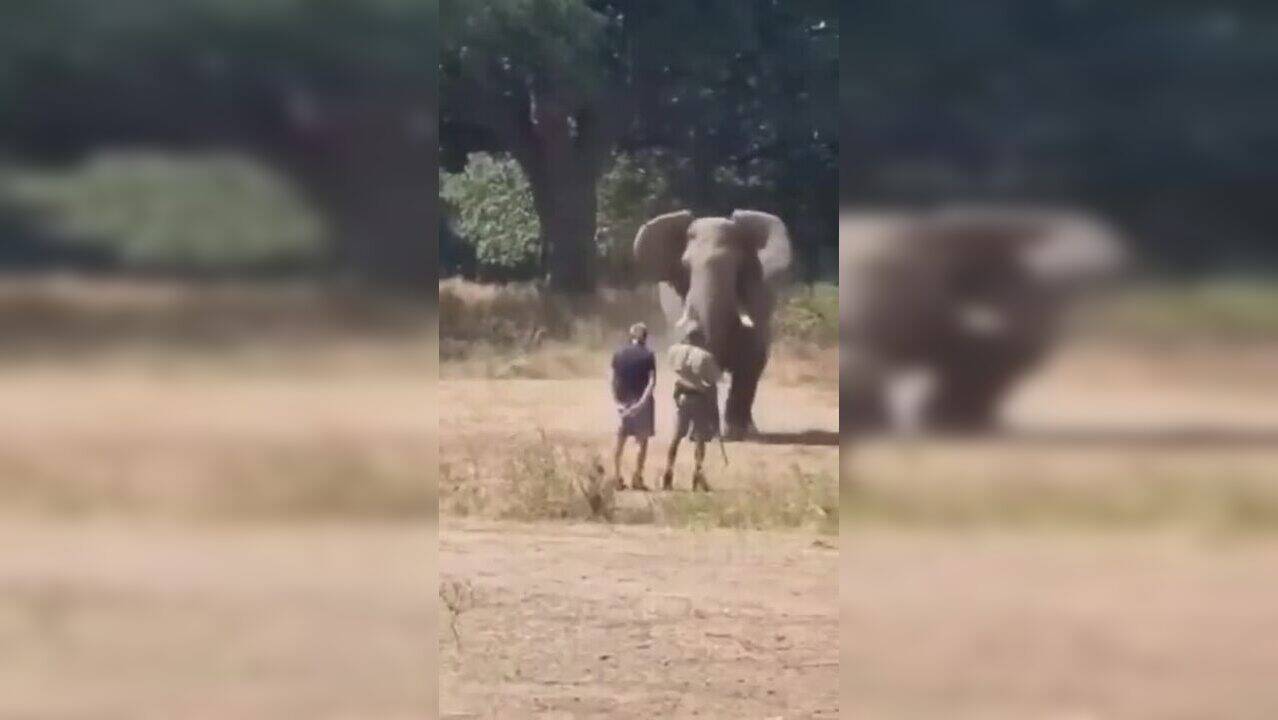 Viral video: Unflinching men stand their ground as elephant charges ...
