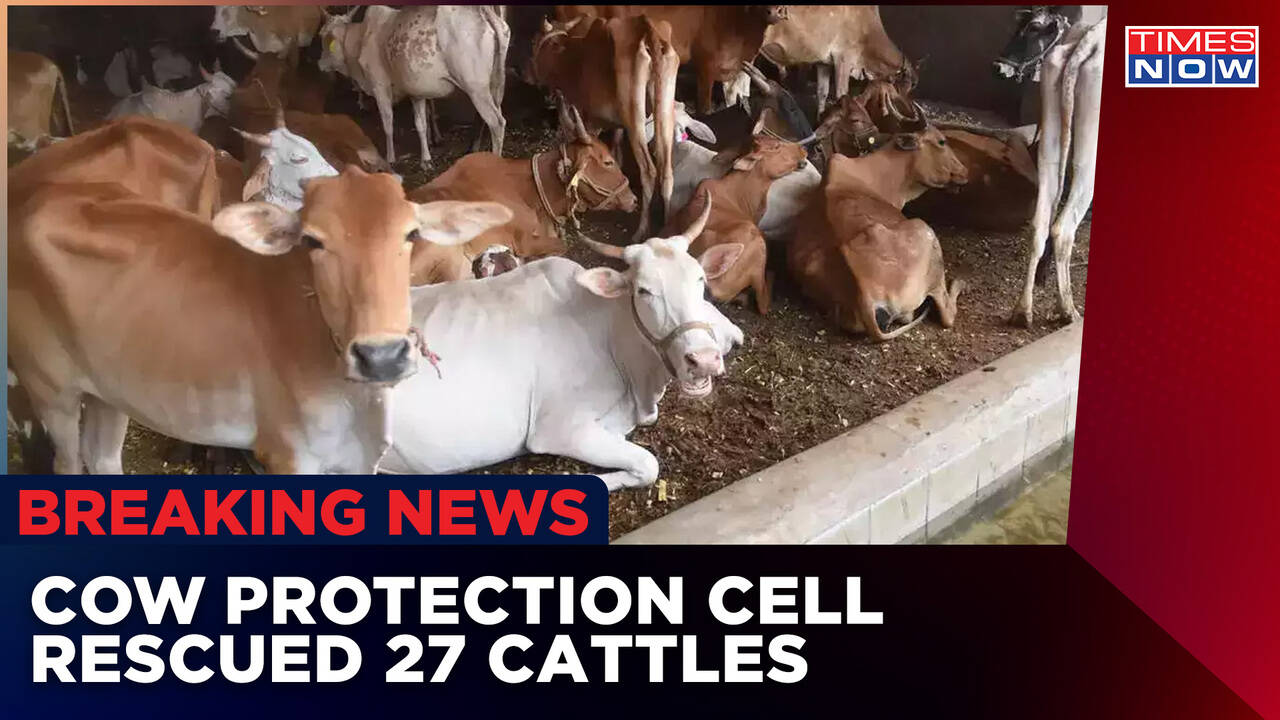 'Cow Protection Cell' at work: 2 vehicles chased for 2kms, 27 cattle ...