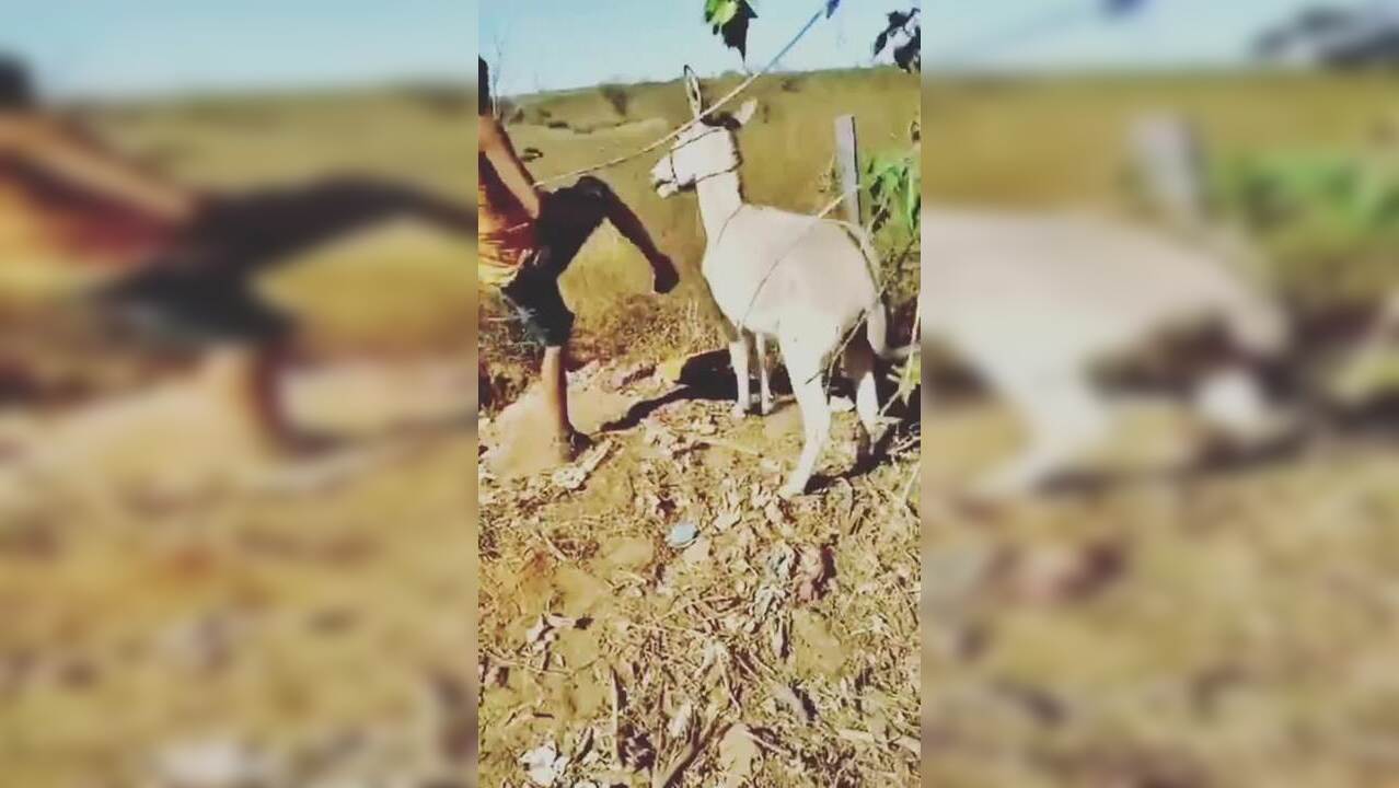 Viral video: Instant karma hits man slapping, kicking donkey ruthlessly ...