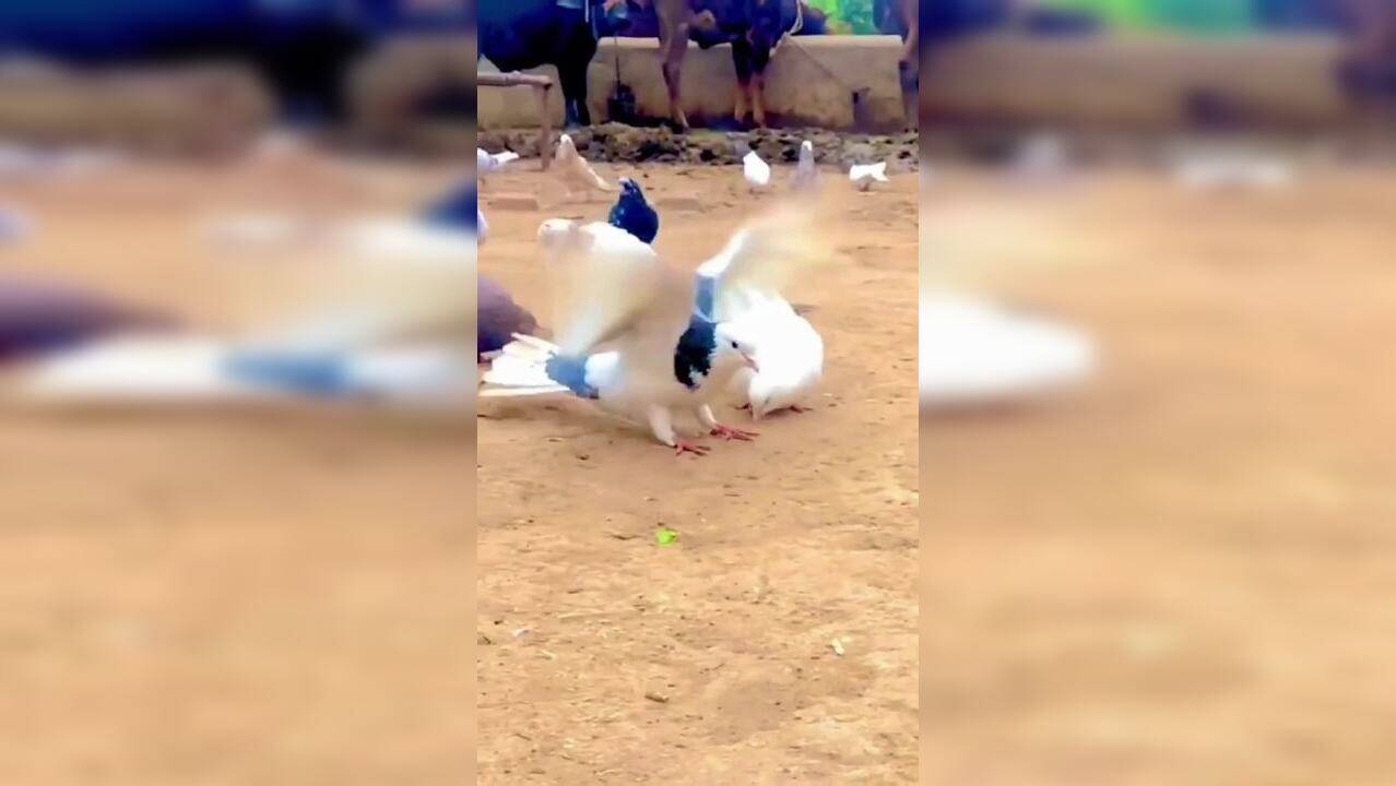 Viral video of pigeon doing backflip will amaze you - WATCH