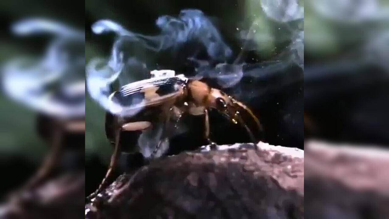 Watch: Bombardier beetle fires boiling, toxic spray at 100° C from its ...