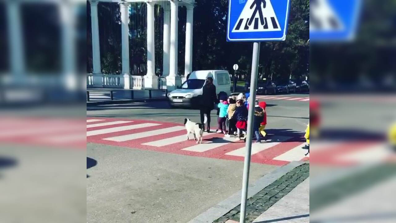 Viral video: Dog stopping traffic for children in Georgia wins hearts ...
