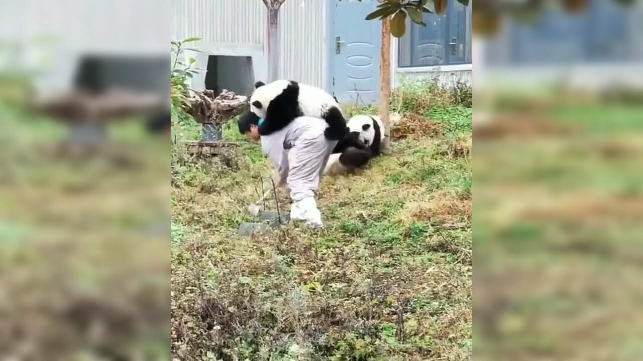 A day in the life of a panda caretaker: This adorable clip is winning ...
