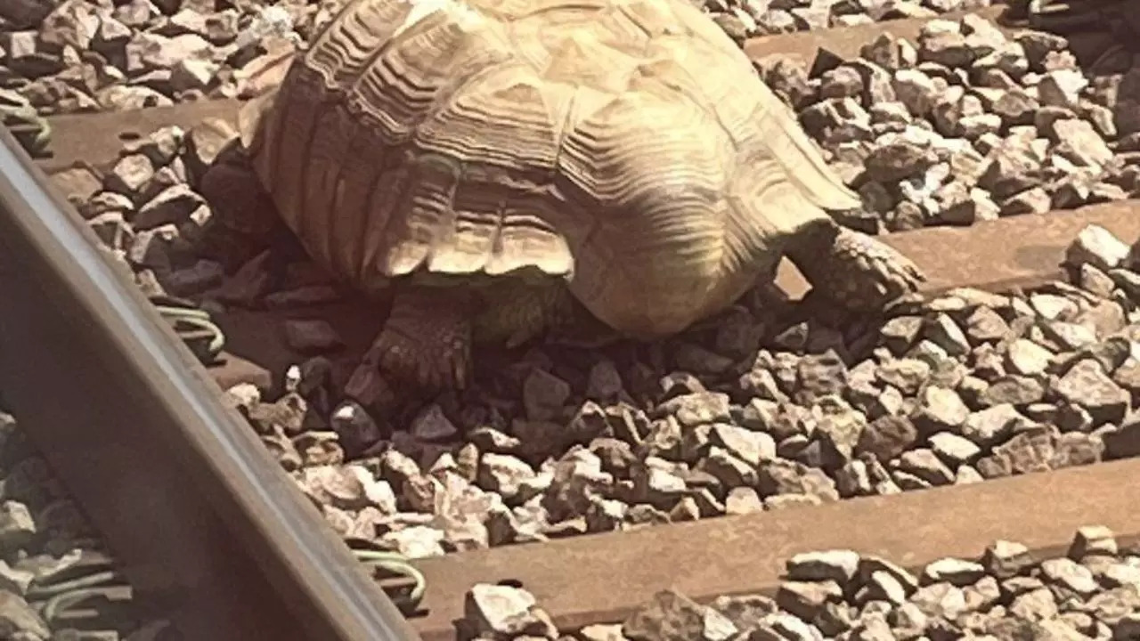 Giant tortoise escapes from local wildlife centre, causes two-hour ...