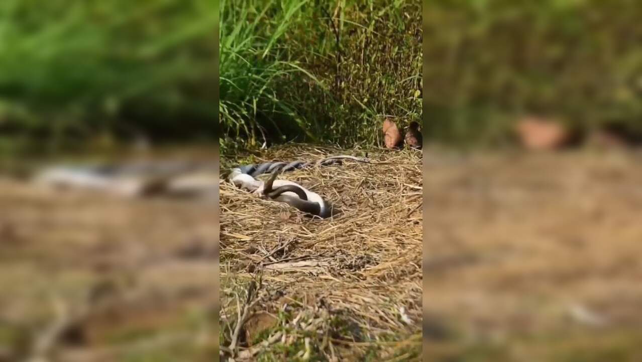 Fighting or mating? Stunning clip shows two snakes winding themselves ...