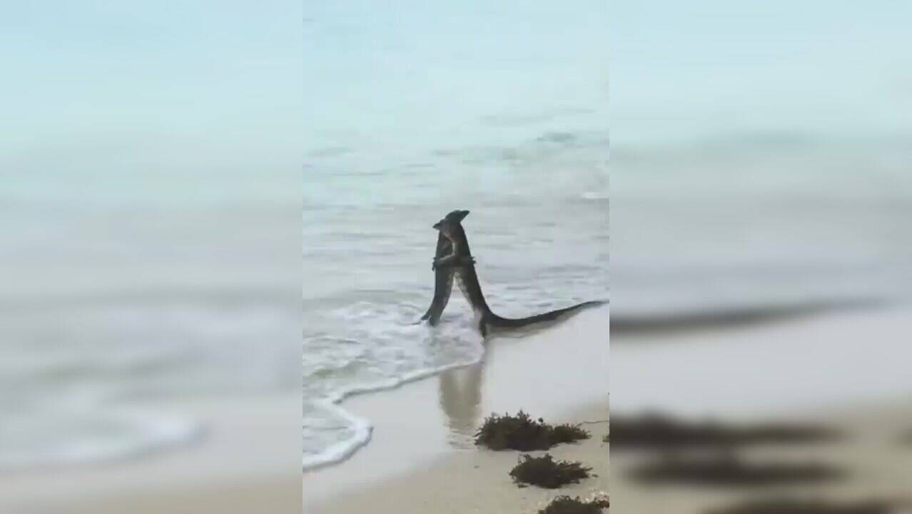 Why are two monitor lizards 'hugging' each other in viral video shared ...