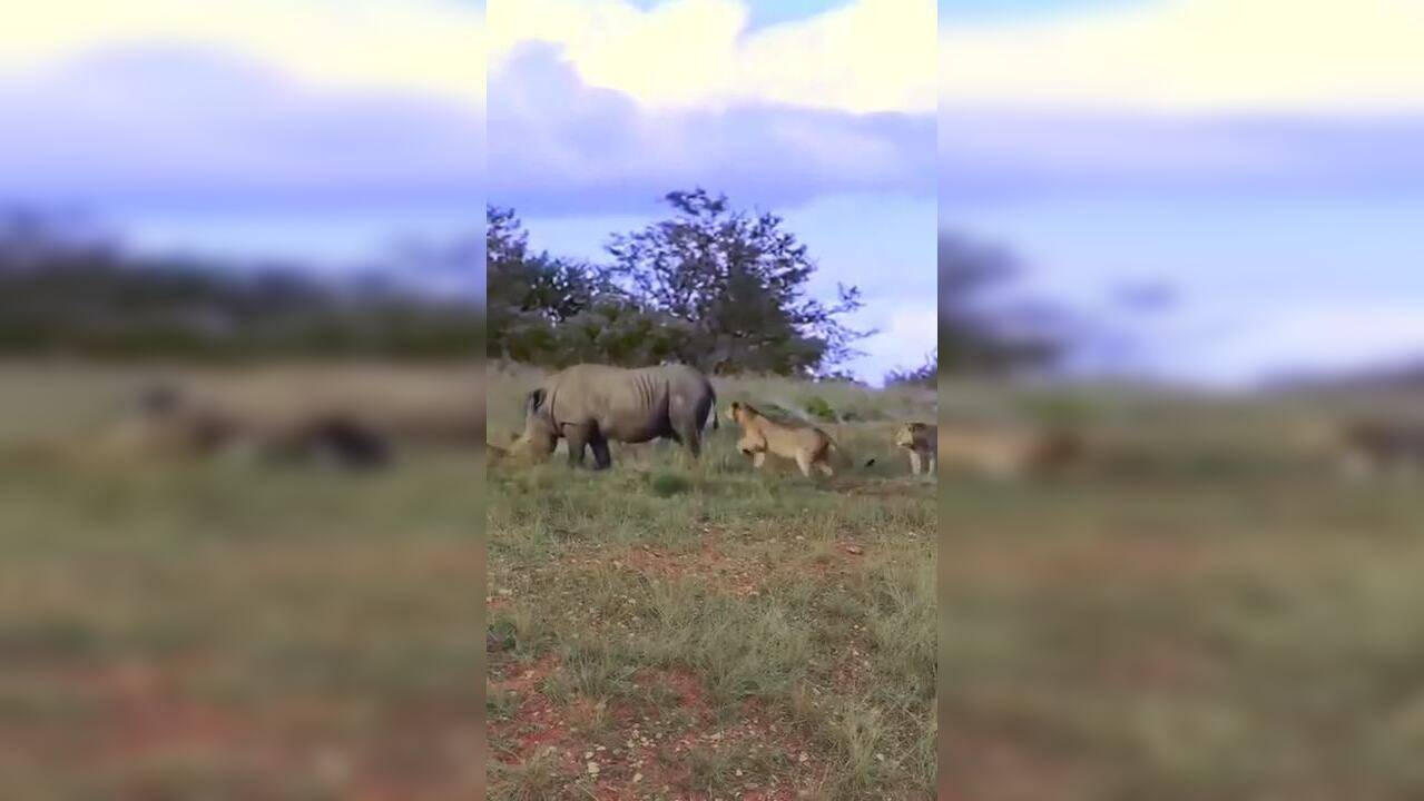 Viral video: Lion swats rhino's tail, runs for life when the beast ...