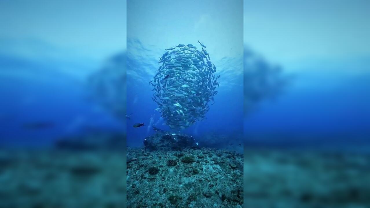 Viral video: Underwater view of this fish tornado is unlike anything ...