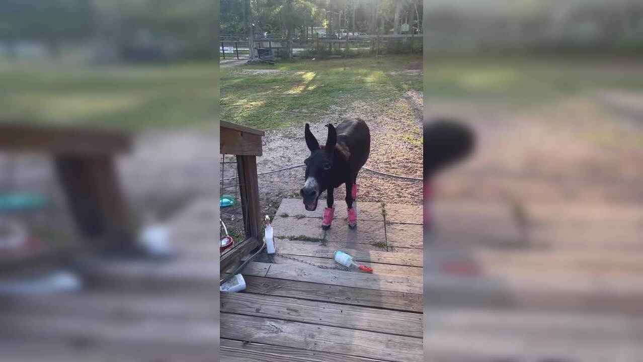 Viral video: Donkey has the sweetest reply to his human wishing him ...