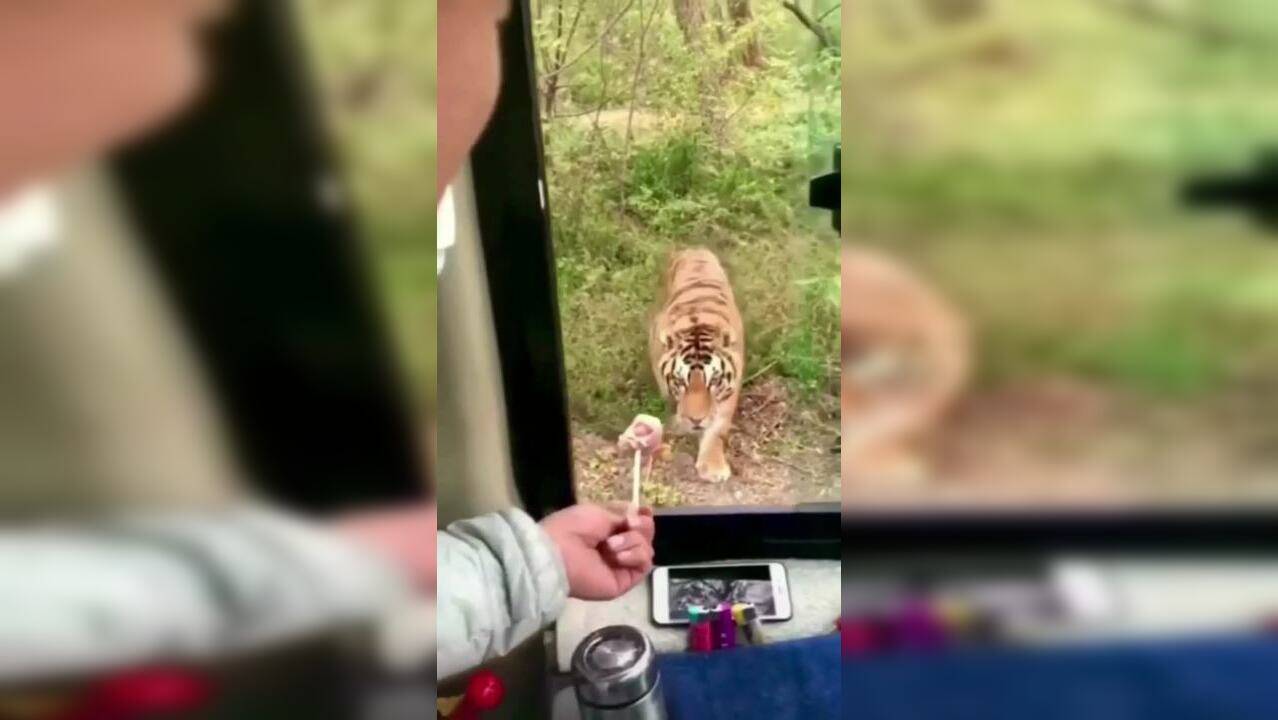 Viral video: Man opens window to feed tiger. See what happens next ...