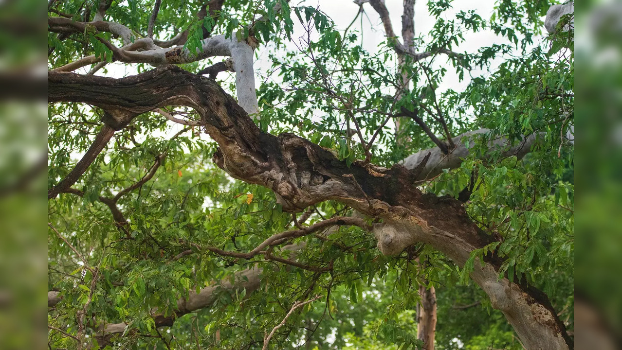 Can you find the hidden animals in this perfectly camouflaged picture ...