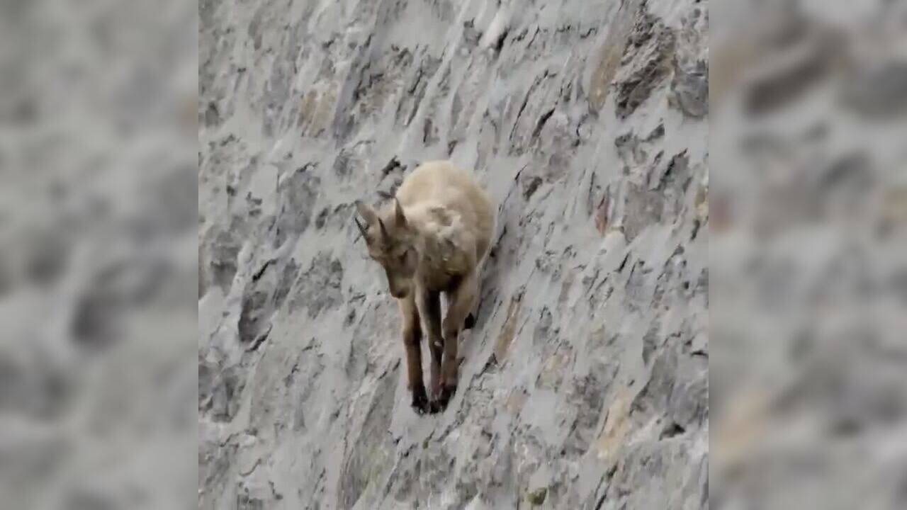 Viral video: Mountain goats climbing dam wall and defying gravity stuns the internet