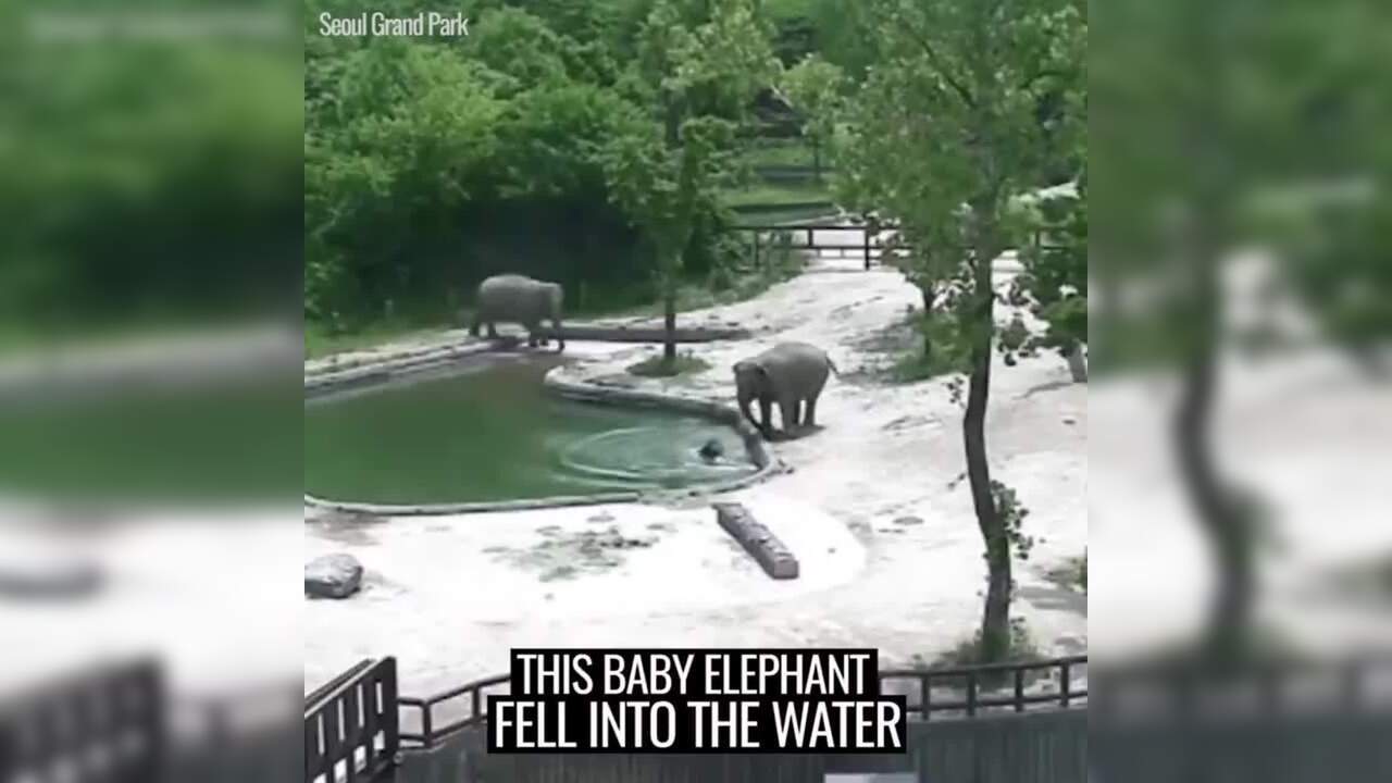 Elephants rescue baby from pool| Viral video: Elephants rescue calf ...