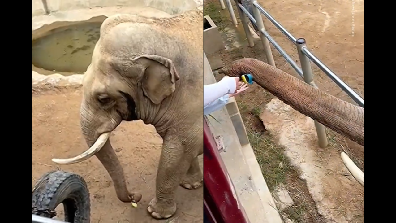 Elephant returns shoe| Viral video: Elephant returns child's shoe that ...
