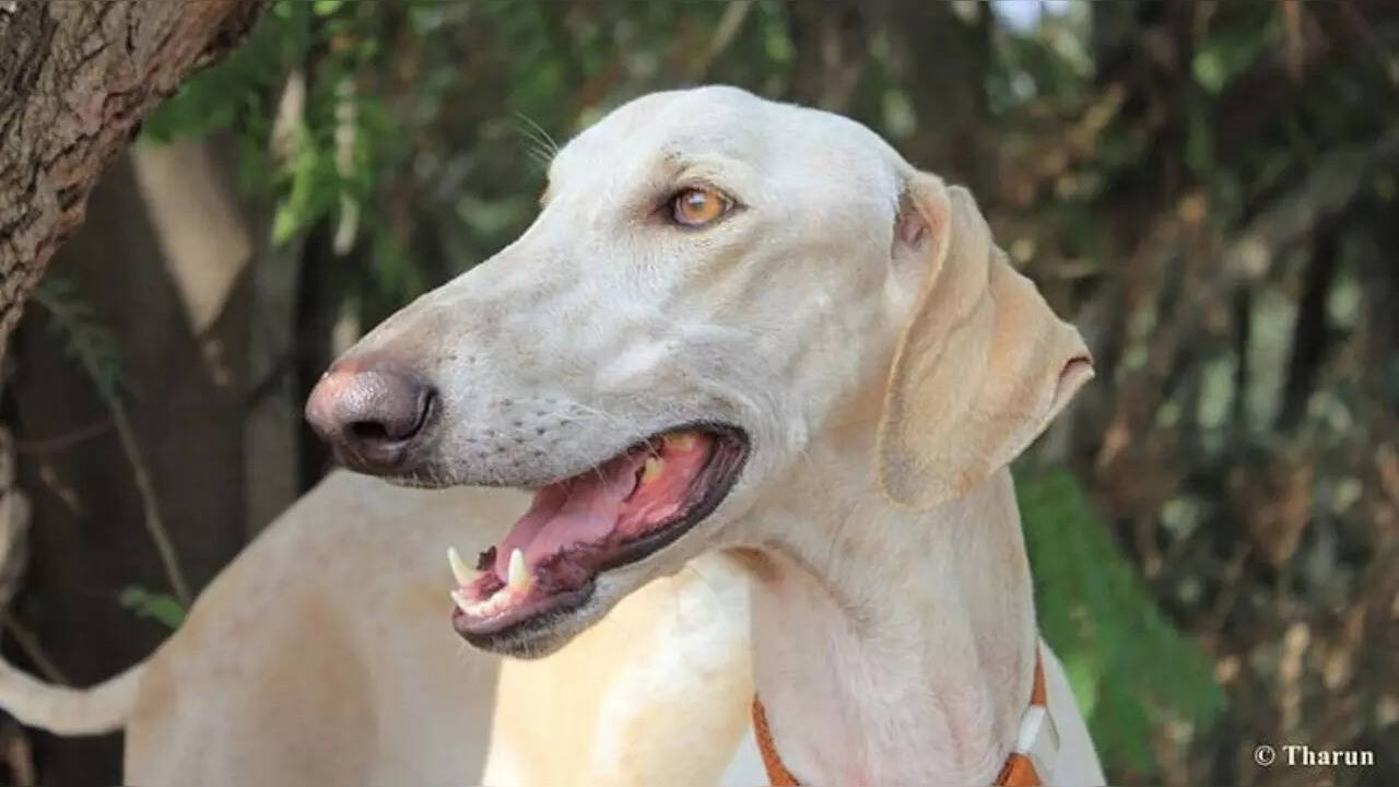 Mudhol Hounds, the 'desi' dog breed PM Modi spoke of, joins SPG squad ...