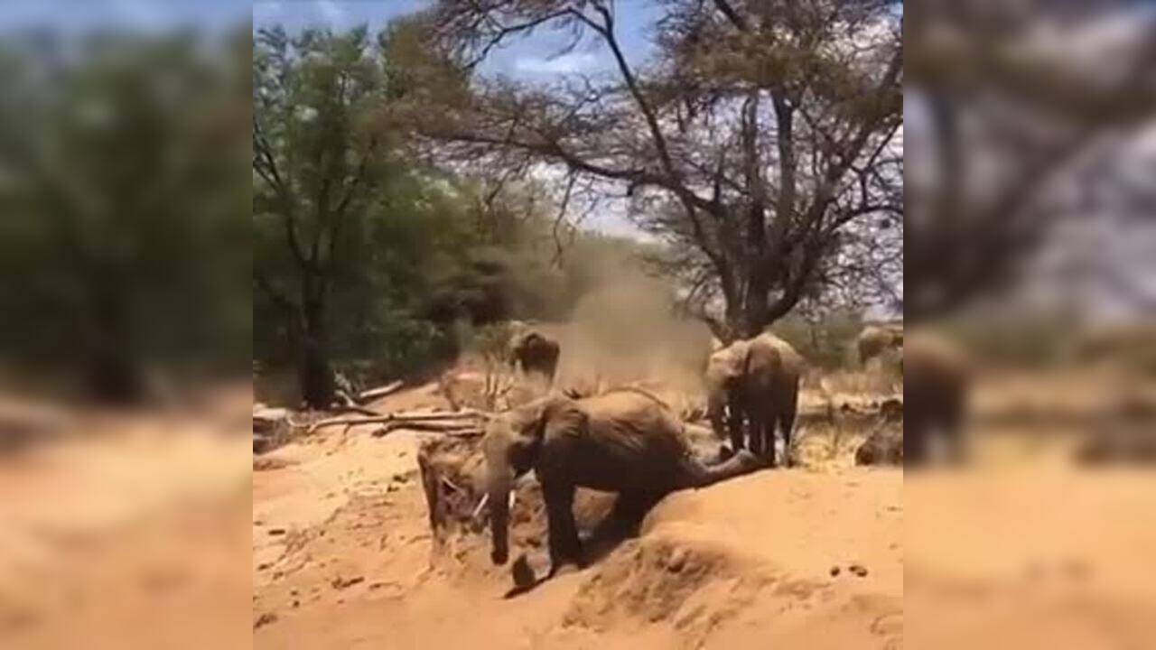 Viral video: Cheeky baby elephant does 'somersault' without a care in ...