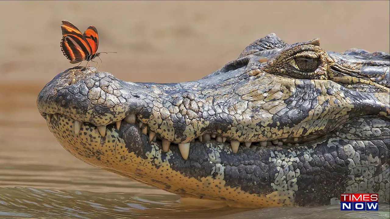 Harvard: Not mass extinction but 60 million years of global warming ...