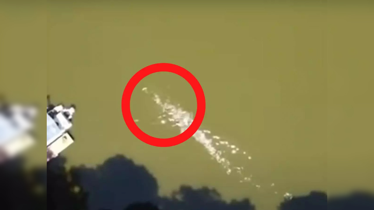 Florida man survives after 12-foot alligator bites his head | Viral ...