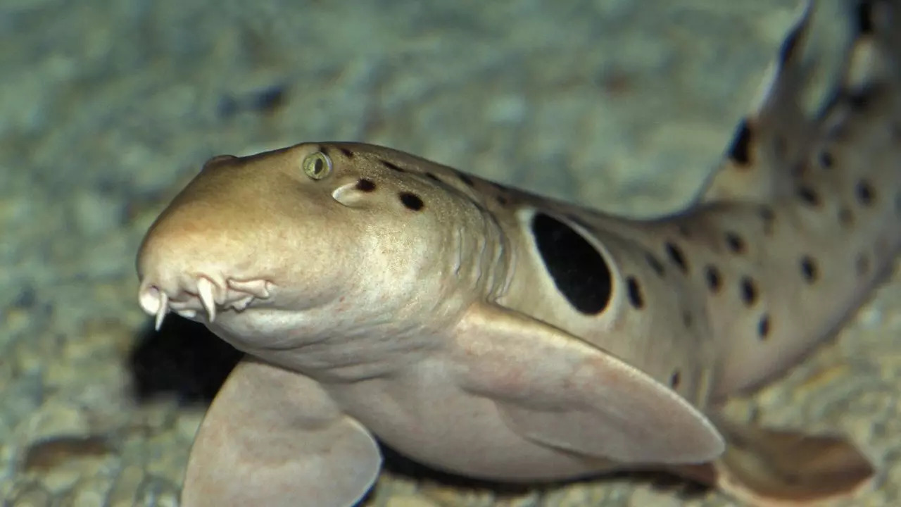 Sharks that can walk on land leave scientists shocked | Viral News ...