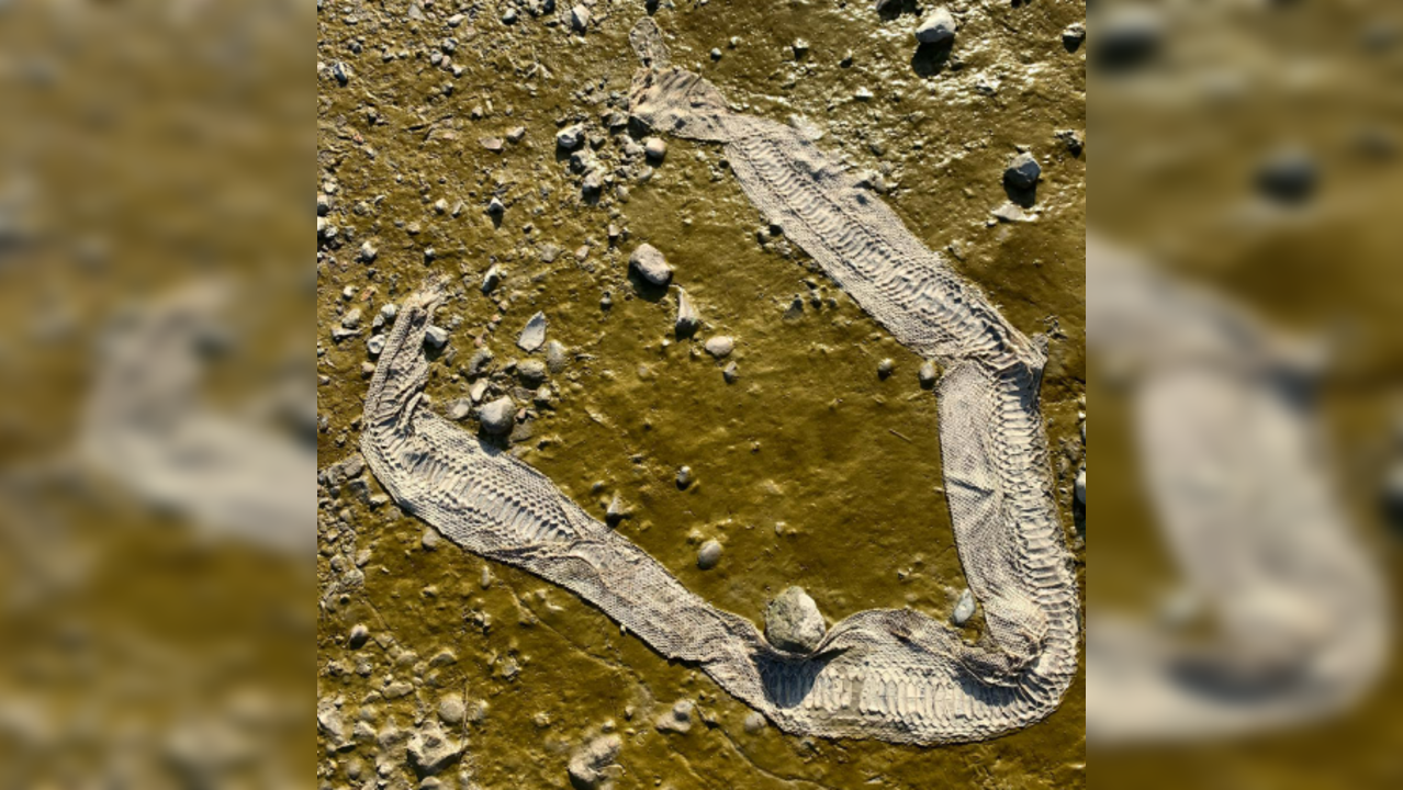 Massive snake skin on Thames bank may have been left by a Boa ...