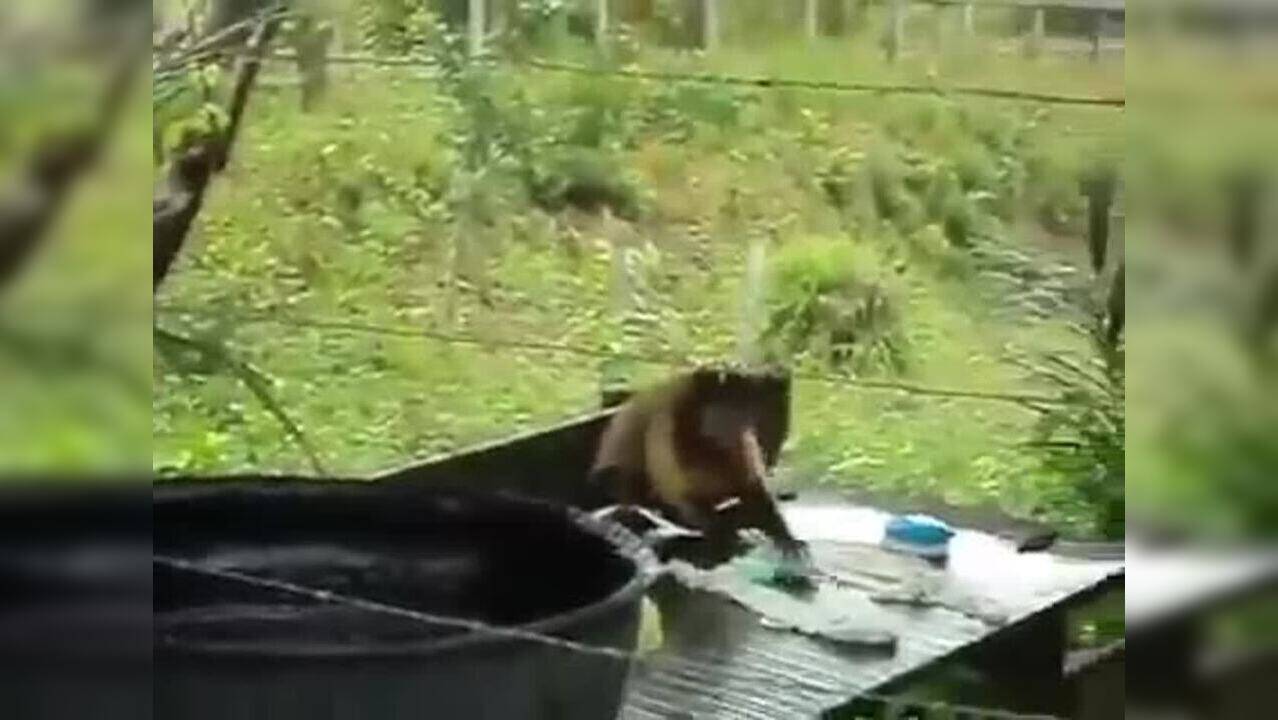 Viral video: Monkey washes clothes like an expert dhobi, netizens ...
