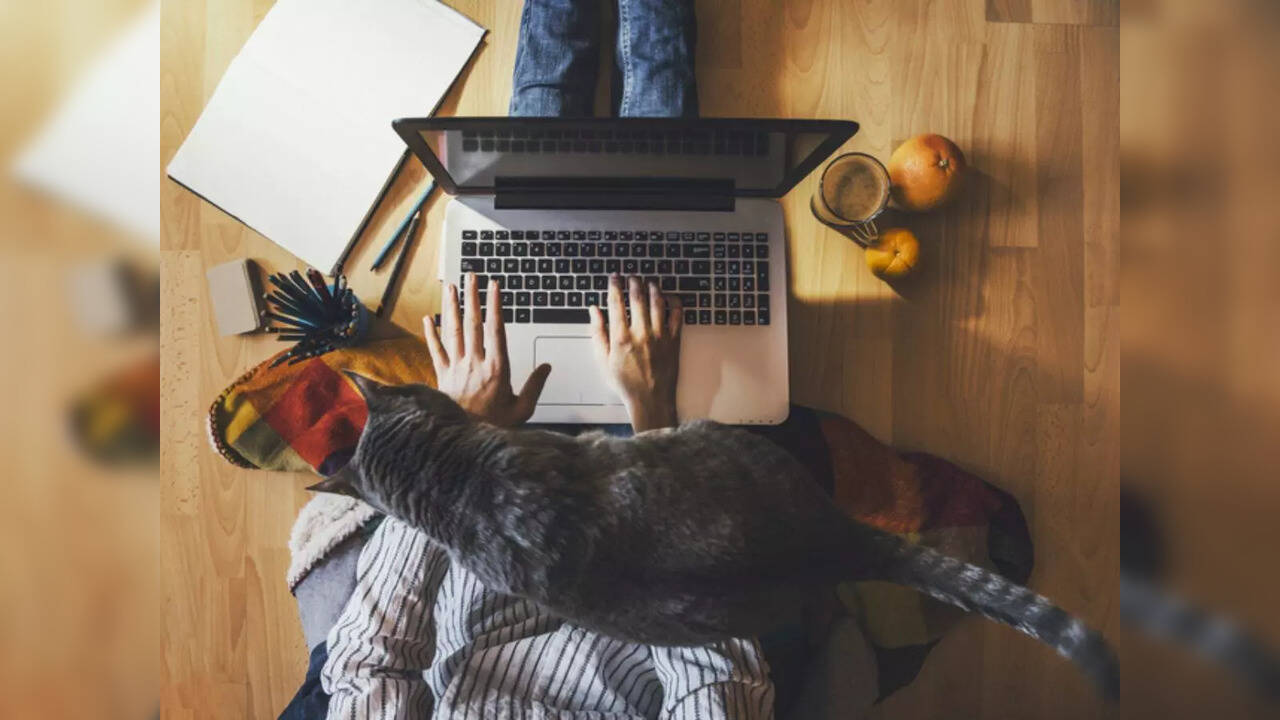 Teacher fired over cat's appearance in online class wins Rs 4.7 lakh ...