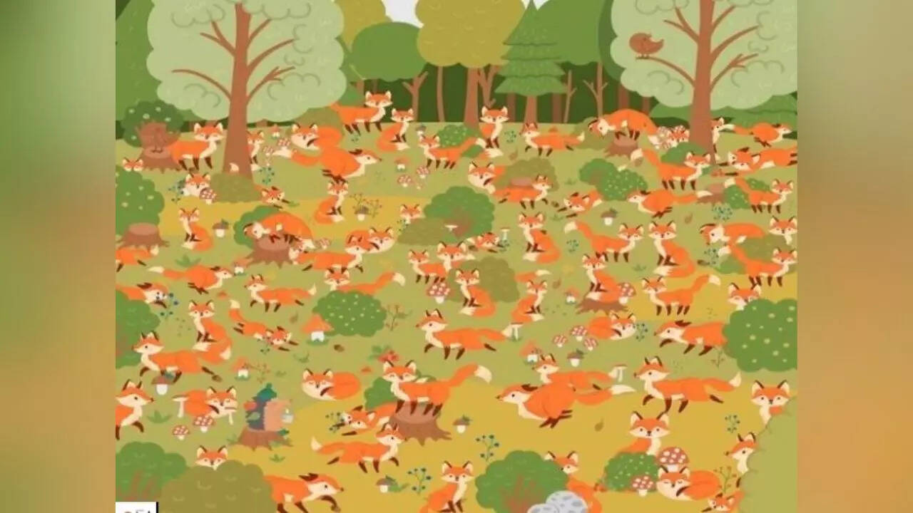Optical illusion: If you can spot the blue-eyed fox within 13 seconds ... Optical illusion: If you can spot the blue-eyed fox within 13 seconds ...