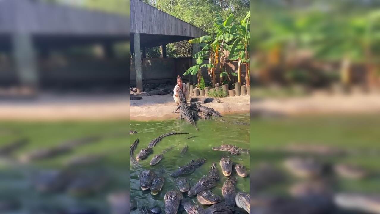 Viral video: Woman fearlessly feeds dozens of alligators with her bare ...