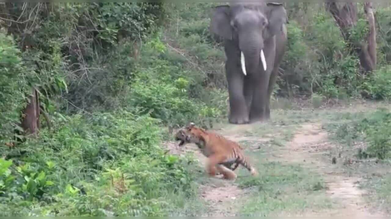 Viral Video Apex Predator Tiger Runs For Life When Mighty Elephant