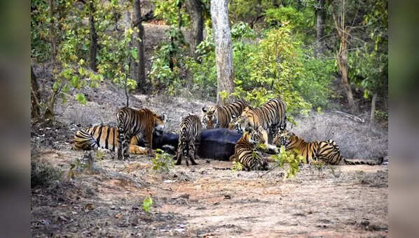 Tigress takes care of three cubs of her dead sister with four of her ...