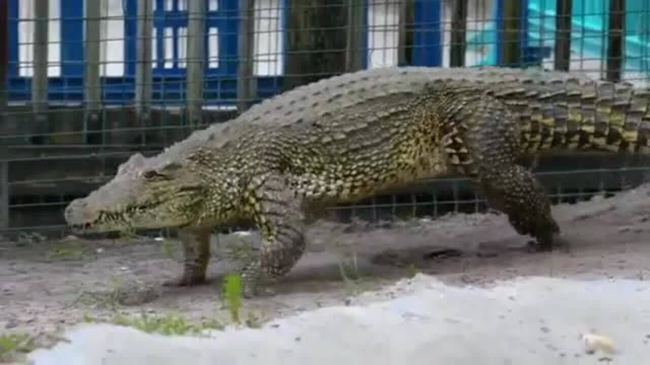 Viral video of crocodile galloping towards man is a stuff of nightmares
