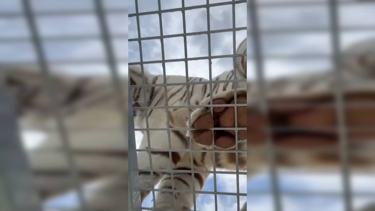 Lehe Ledu Wildlife Zoo| Viral video: Humans imprisoned in cages as wild ...