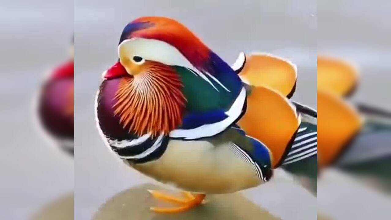 Viral video: This isn't a rubber toy; it's a real male mandarin duck ...