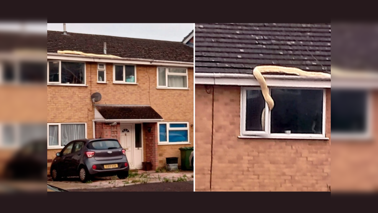 18-foot python tries entering family bedroom by slithering across roof ...
