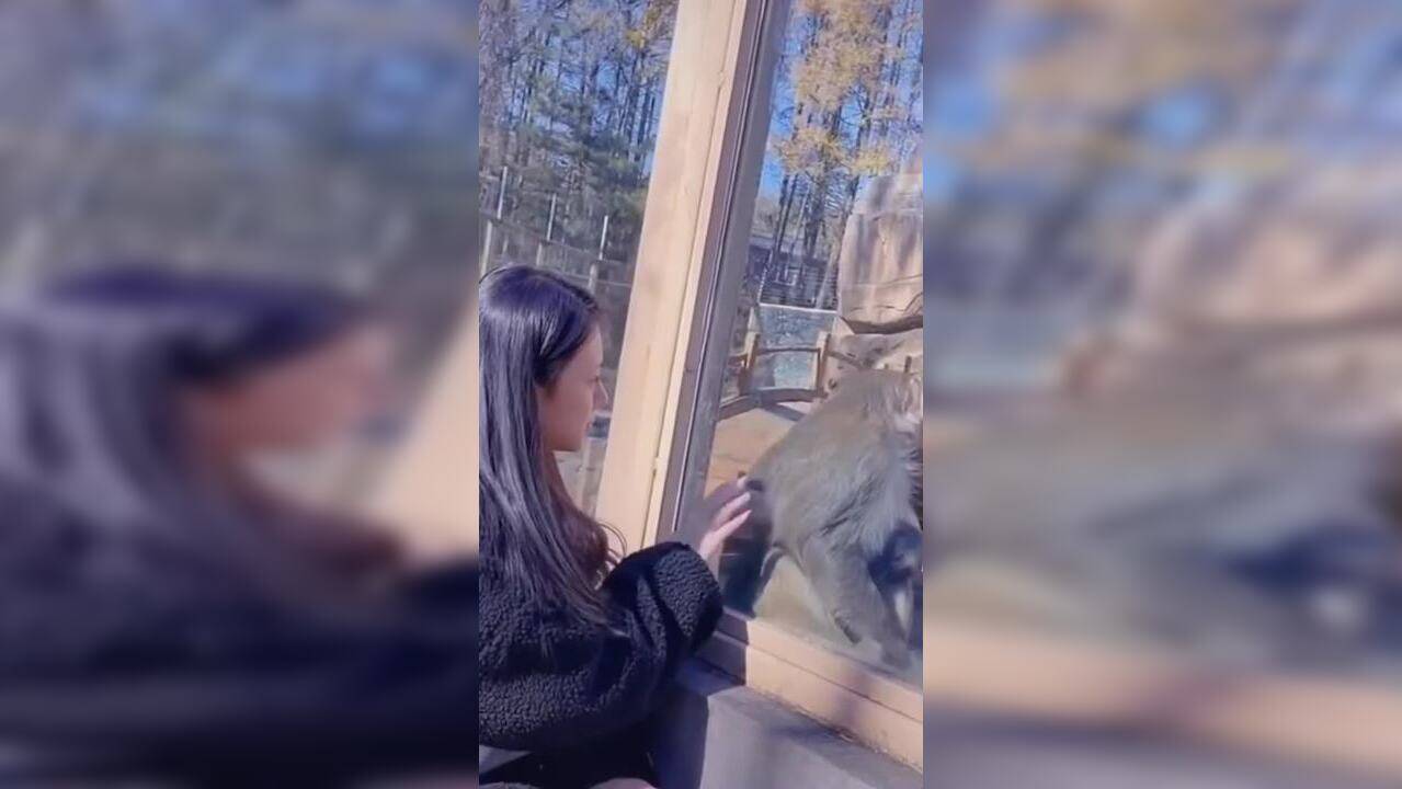 Viral video: Monkey gets scared after seeing girl's face, falls off ...