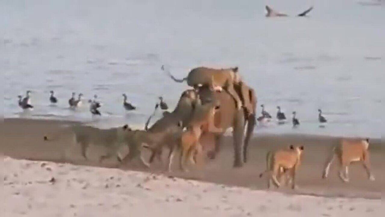 Viral video: Hercules, the lone baby elephant survives attack by 14 lions