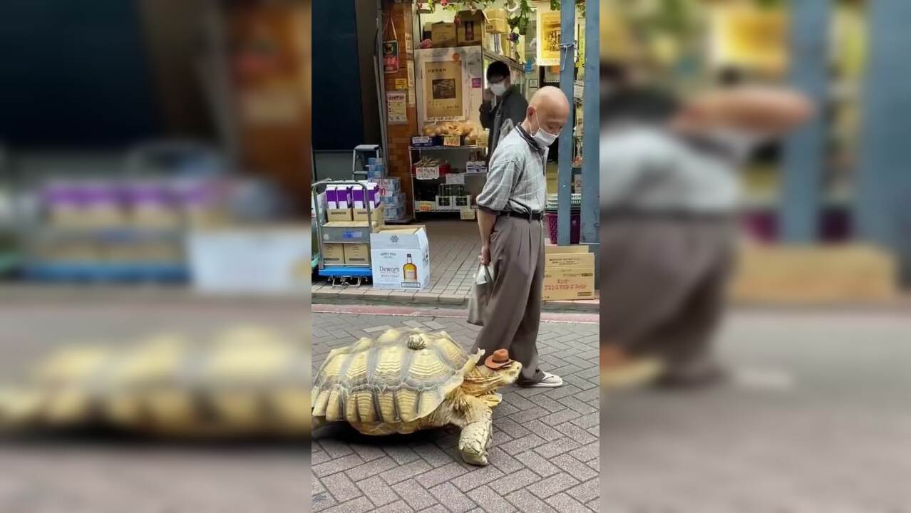 Elderly man takes a stroll with his pet tortoise down a busy street in ...