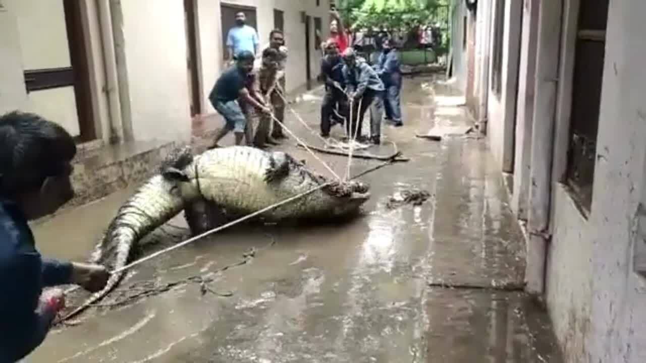 Viral video: Crocodile sweeps into residential area in UP's Prayagraj | Times Now