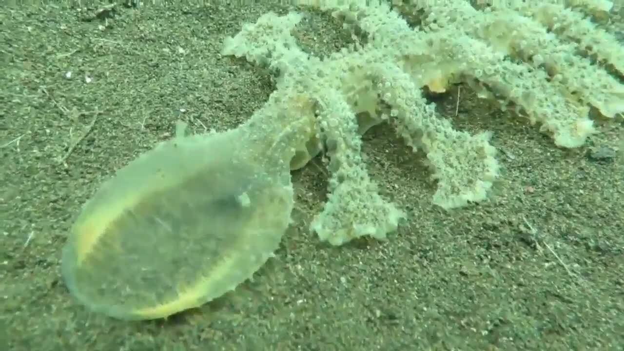 Clip showing carnivorous sea slug leaves netizens baffled - can you ...